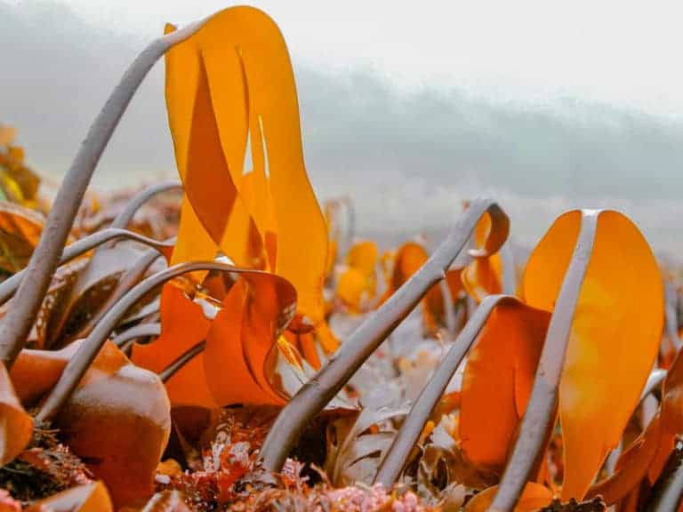 Kombu – Naturespirit Herbs