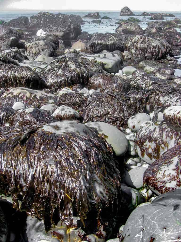 Nori – Naturespirit Herbs