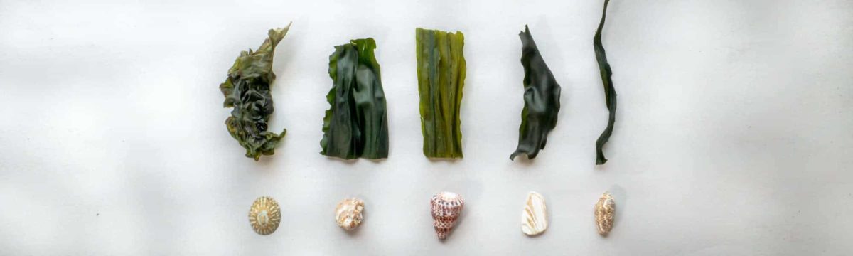 Sea Vegetables – Naturespirit Herbs